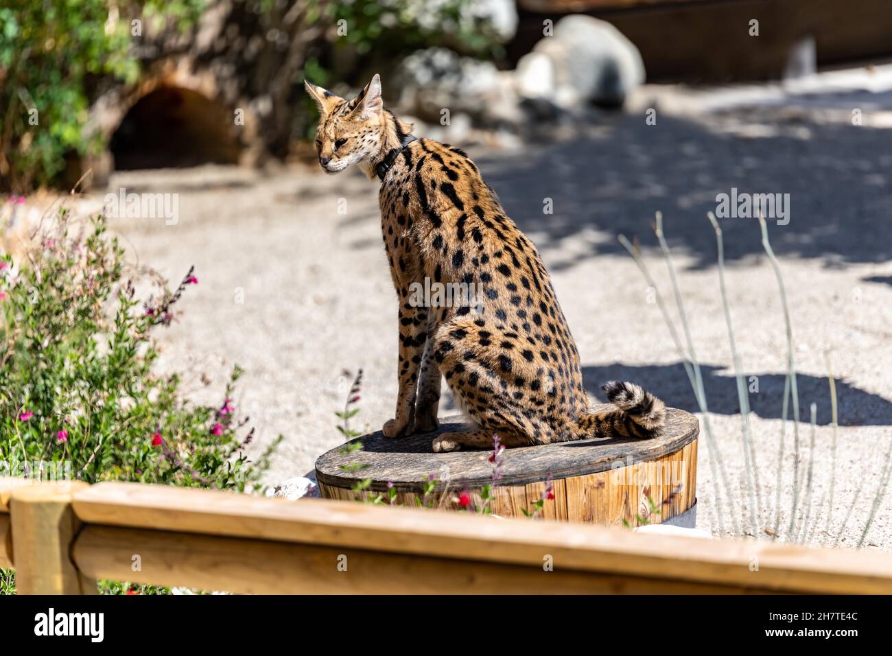 A yellow and black spotted Bobcat in Palm Springs, California Stock ...