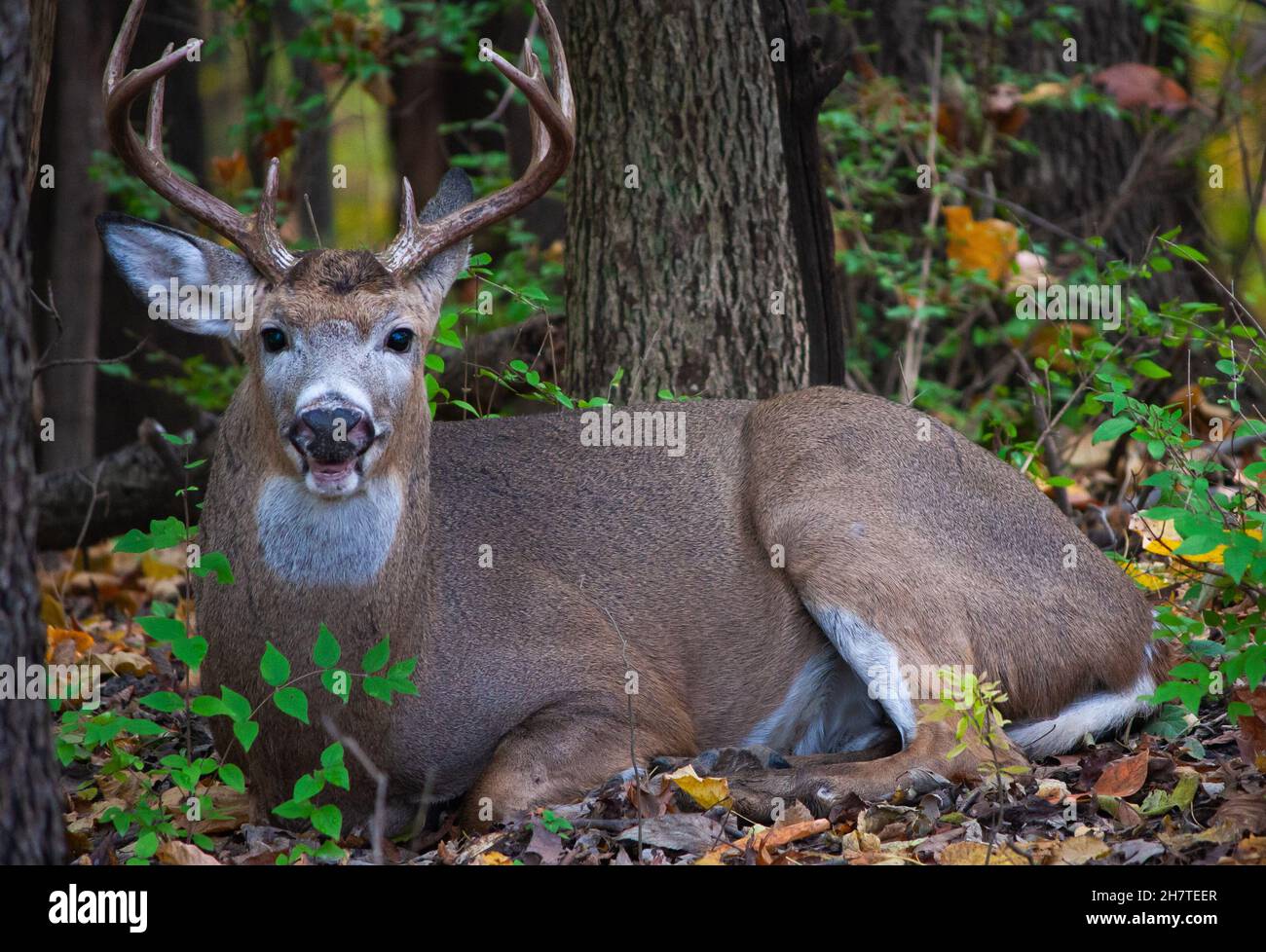 Whitetail Buck Resting In The Woods - Odocoileus virginianus Stock ...