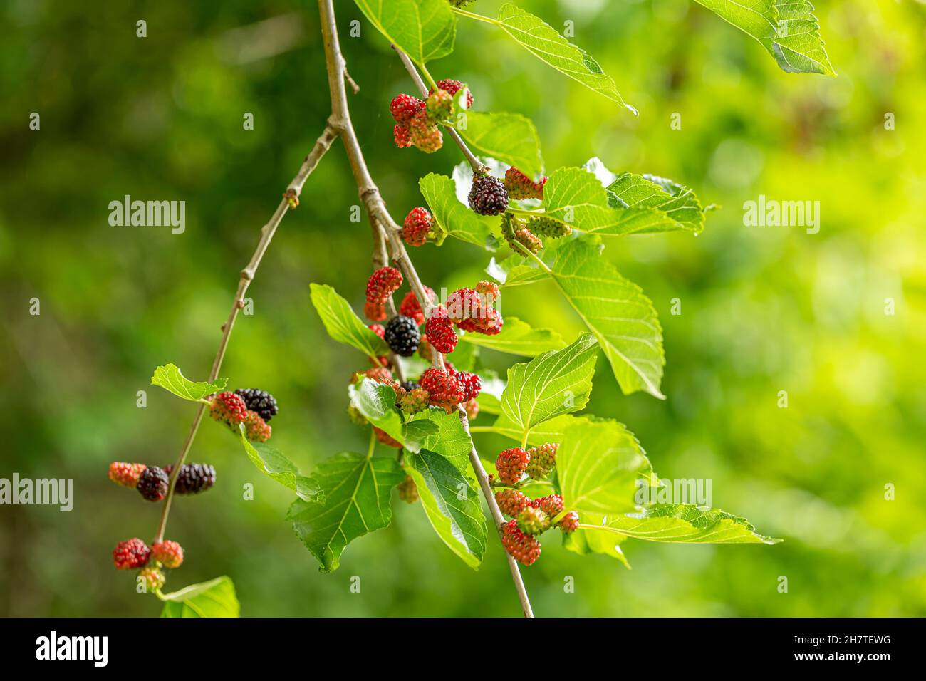 Mulberry yard hi-res stock photography and images - Alamy