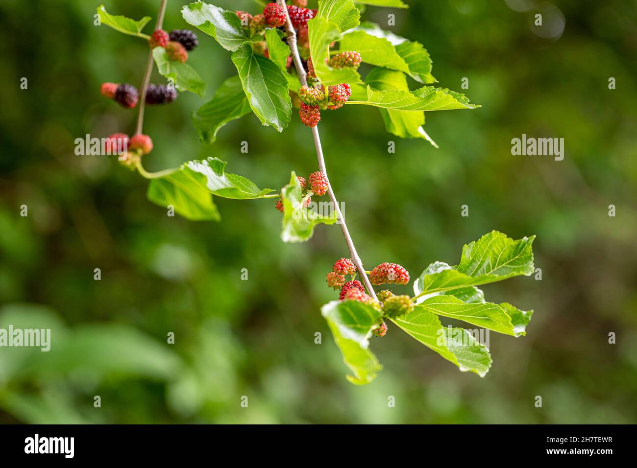 Mulberry yard hi-res stock photography and images - Alamy