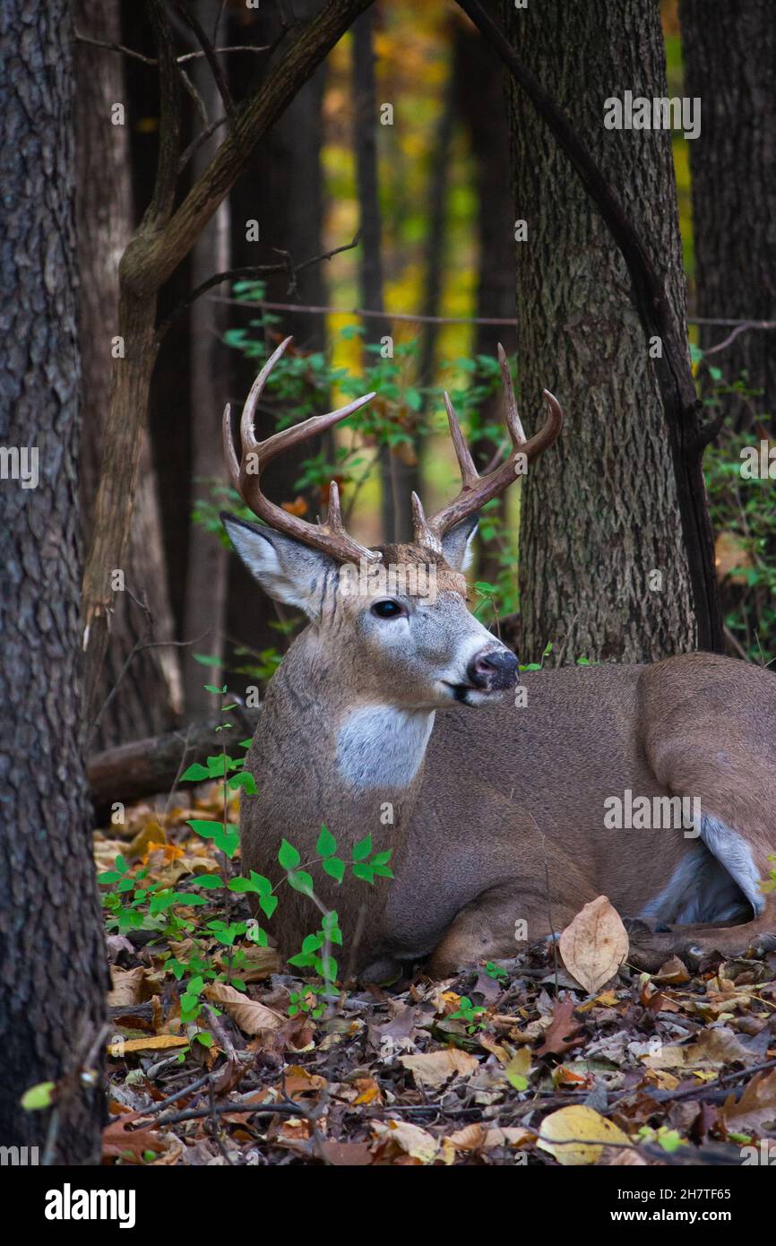 Whitetail buck lying down hi-res stock photography and images - Alamy
