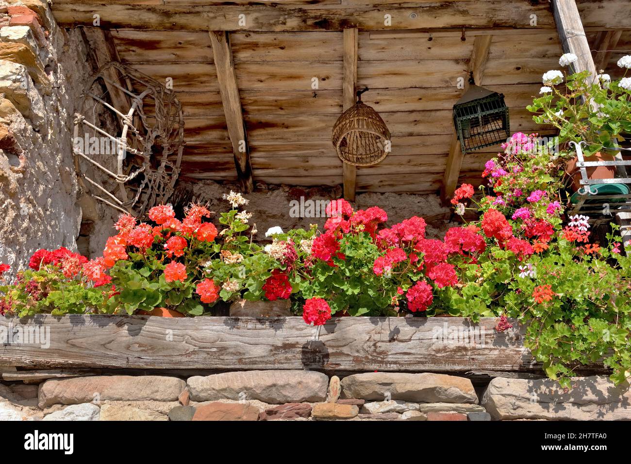 geranium flowers in planter on a patio of an old house with rustic ...