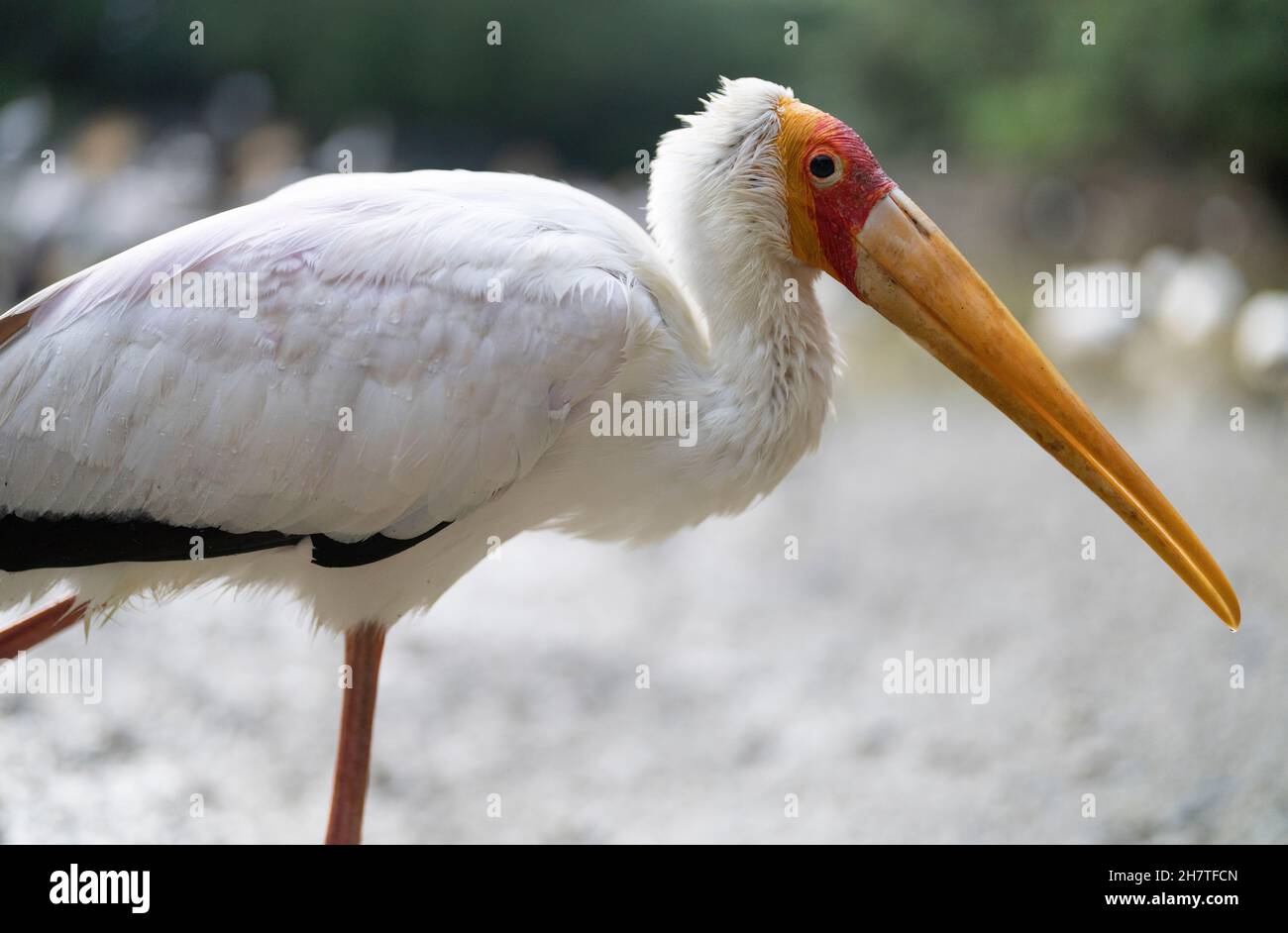 yellow-billed stork (Mycteria ibis), aka wood stork, wood ibis at Neo ...