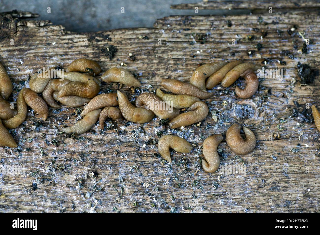 slugs in the farmer's garden. A large cluster of Gastropoda slugs ...