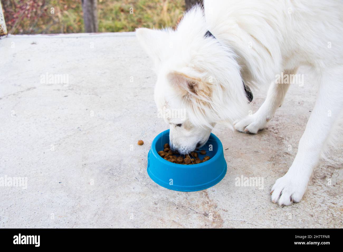 White dog and dog food, dry dog food, eating scene in outdoor Stock ...