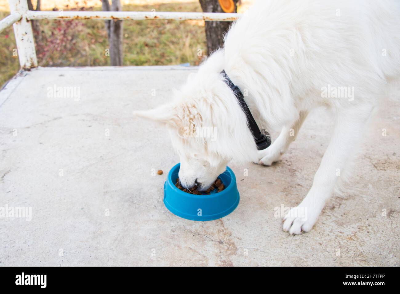 White dog and dog food, dry dog food, eating scene in outdoor Stock ...
