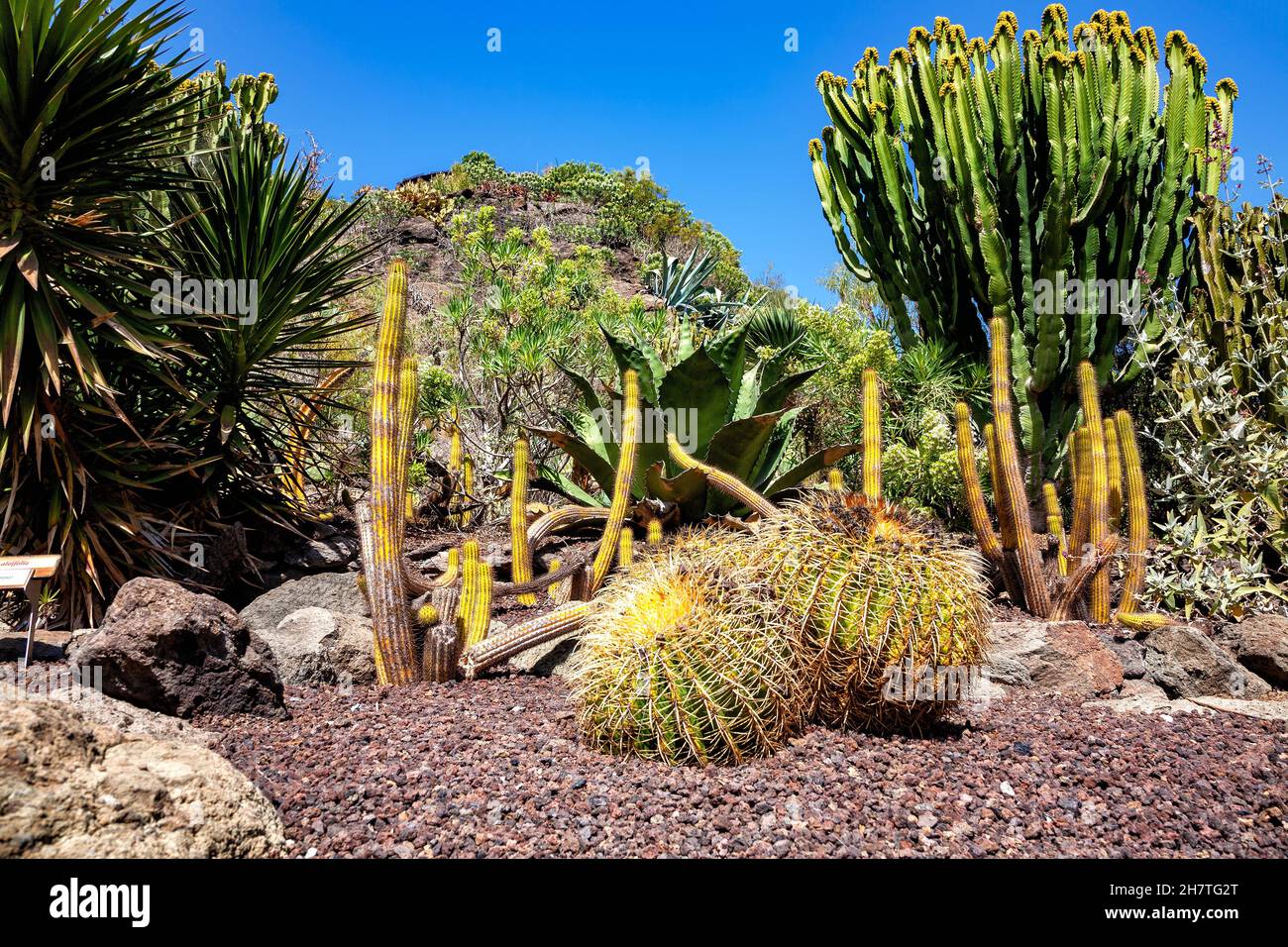 Flora of Gran Canaria, Canary Islands, Spain Stock Photo - Alamy