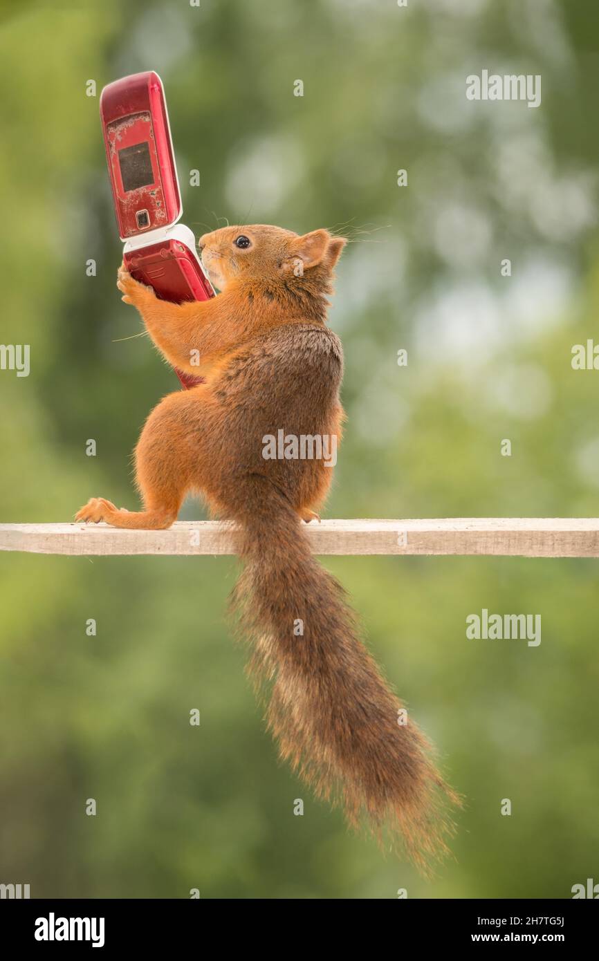 Squirrel telephone hi-res stock photography and images - Alamy