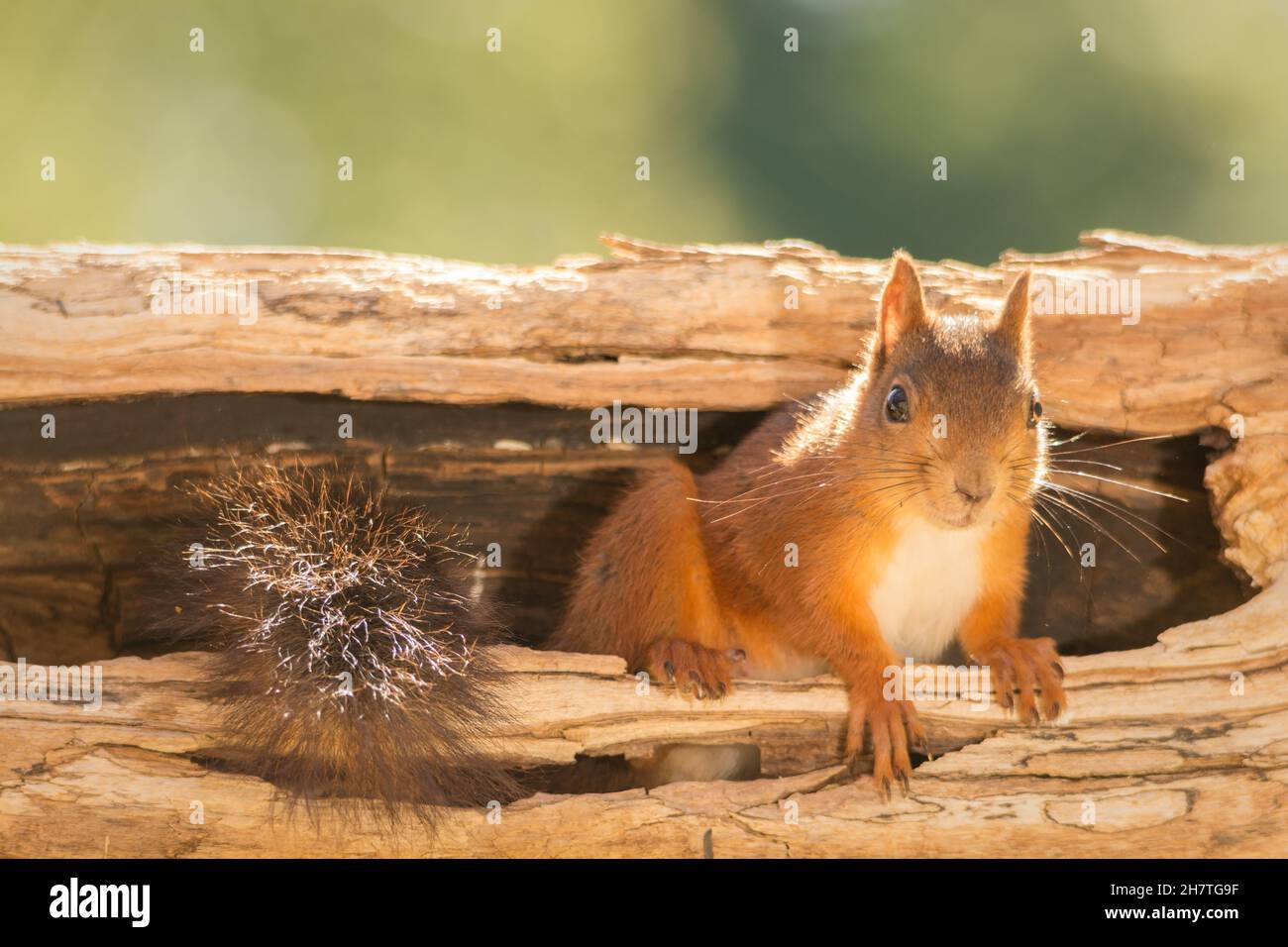 Tree Trunk Hole Squirrel High Resolution Stock Photography and Images ...