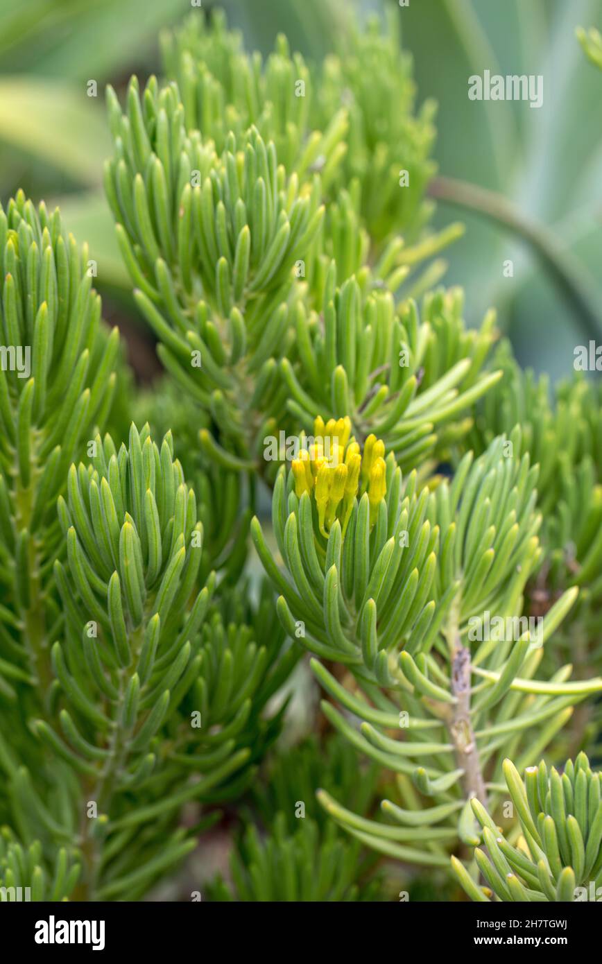 Barberton Groundsel or Succulent Bush Senecio, Senecio barbertonicus in ...