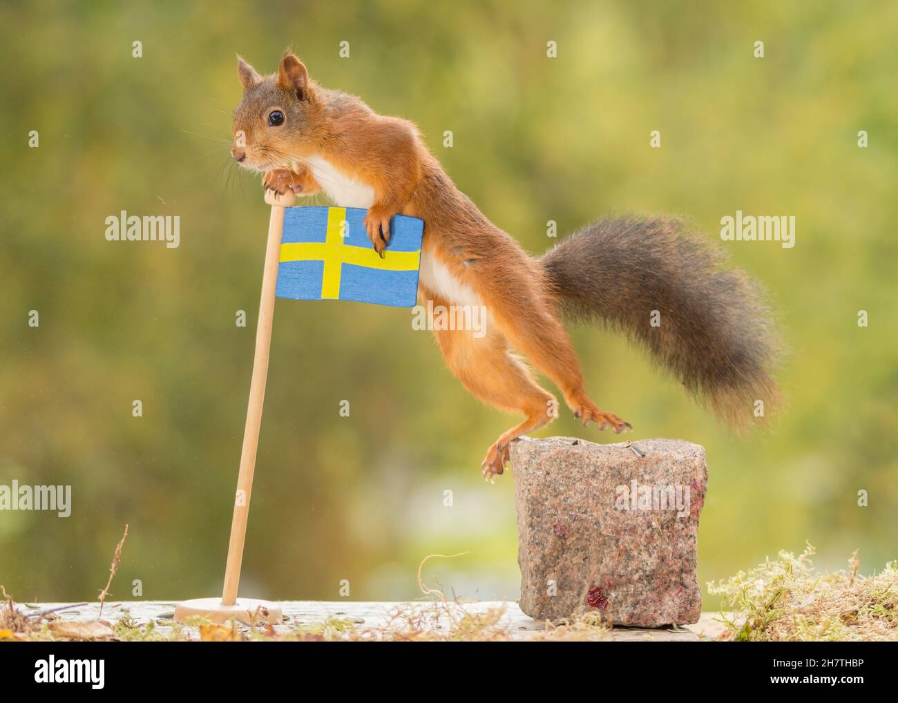 Swedish female flag hi-res stock photography and images - Alamy