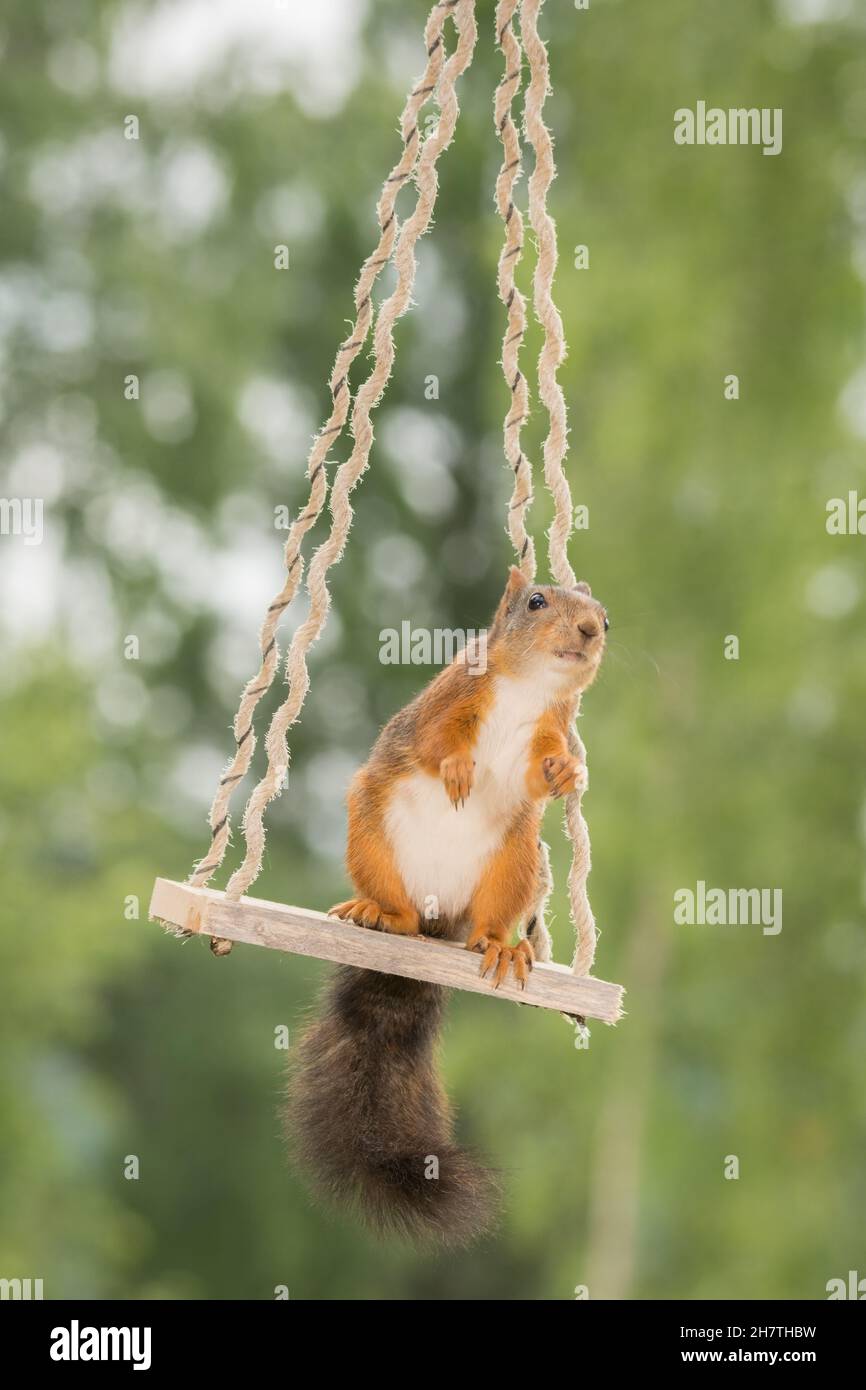Standing up on a swing hi-res stock photography and images - Alamy