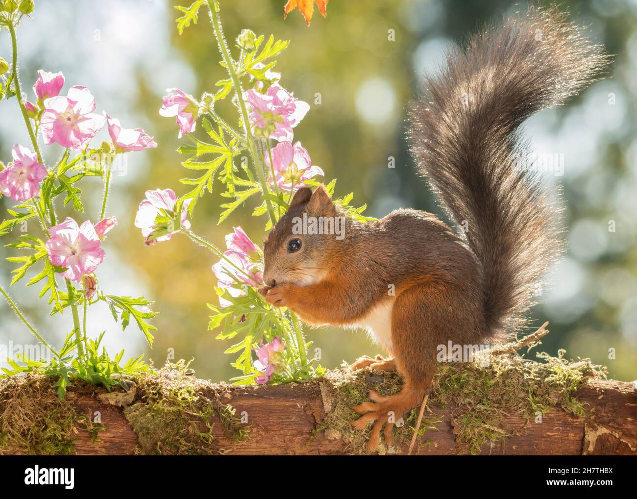 red squirrel standing with flowers Stock Photo - Alamy