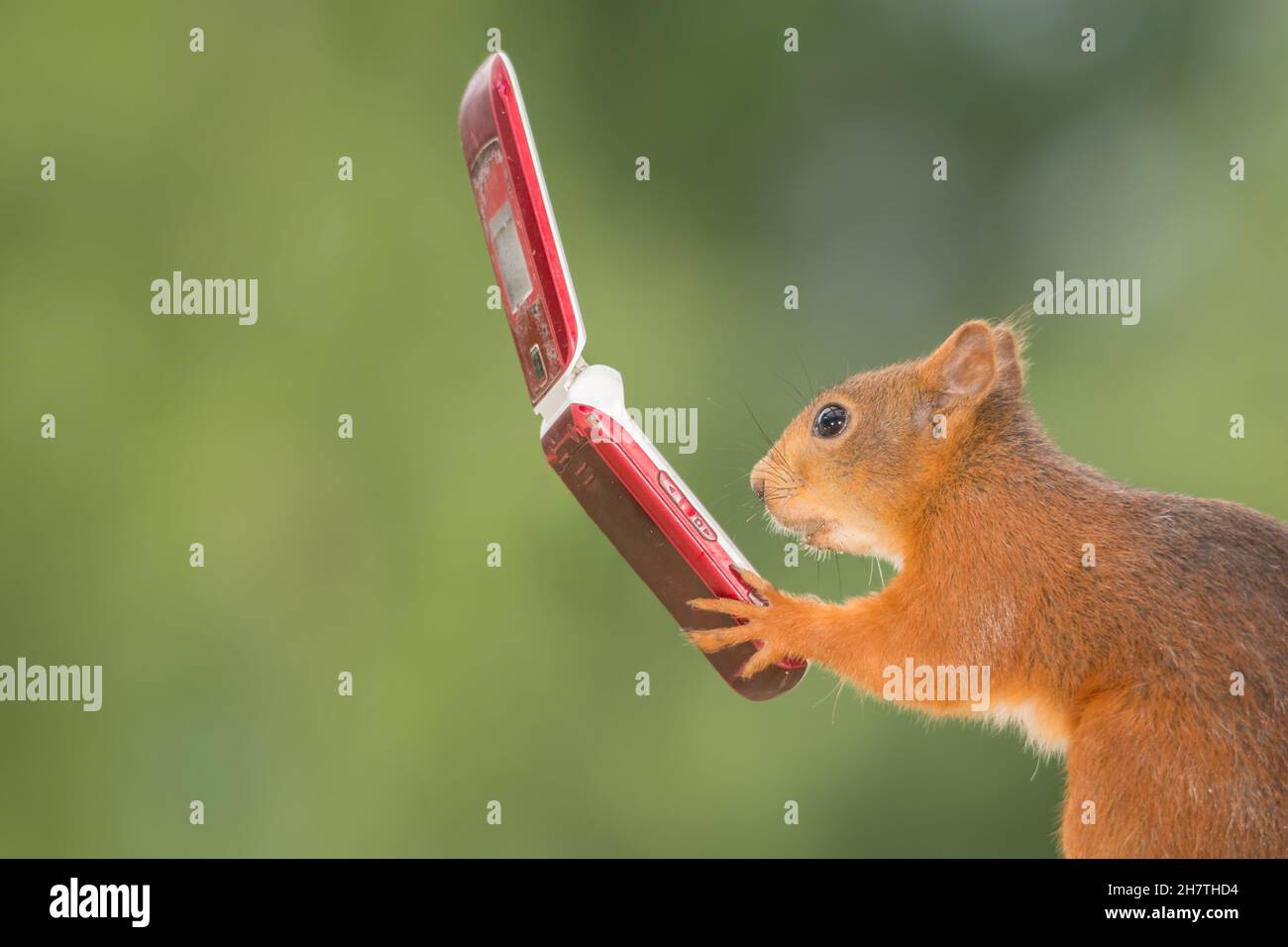 Squirrel telephone hi-res stock photography and images - Alamy