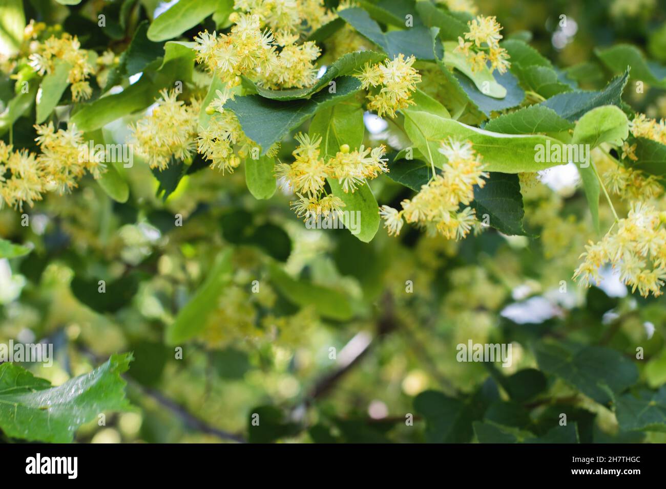 Linden Tree Flower