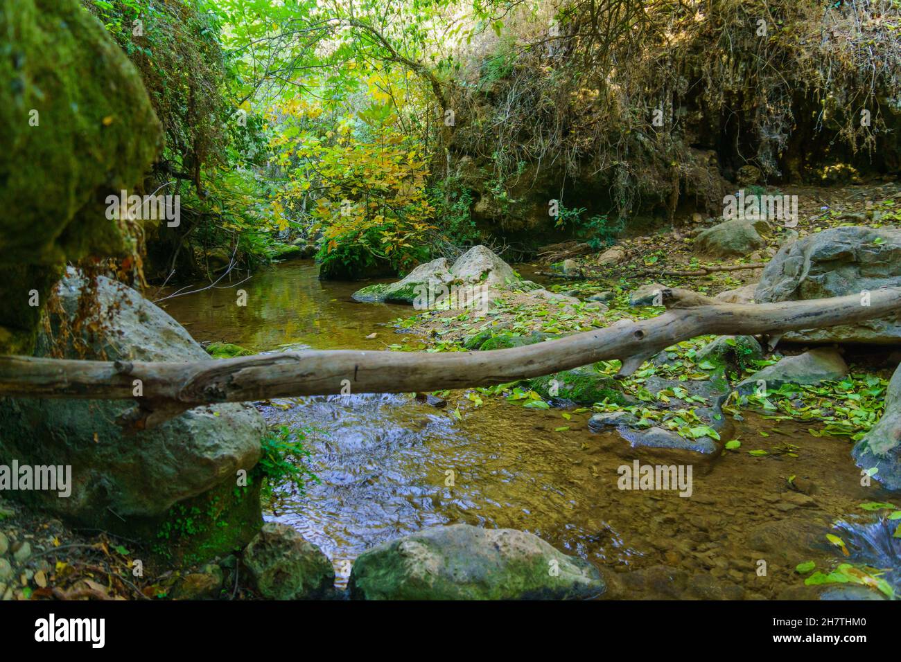 View of water stream and fall foliage, in the Amud Stream Nature ...