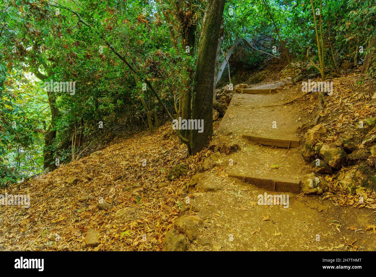 View of a footpath and fall foliage, in the Amud Stream Nature Reserve ...