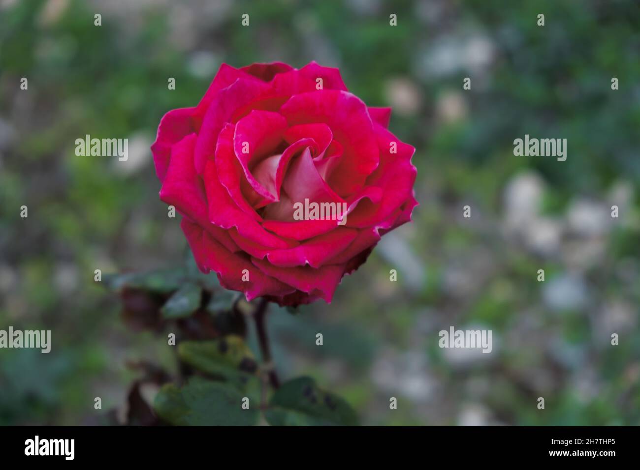 Rose bush in the garden close-up. A bud of a delicate crimson rose on a ...