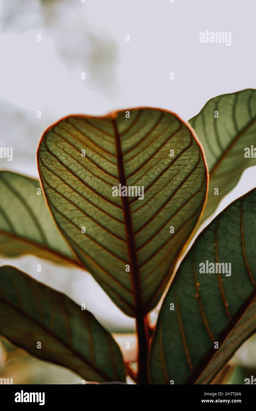 Vertical shot of leaves of a growing plant Stock Photo - Alamy