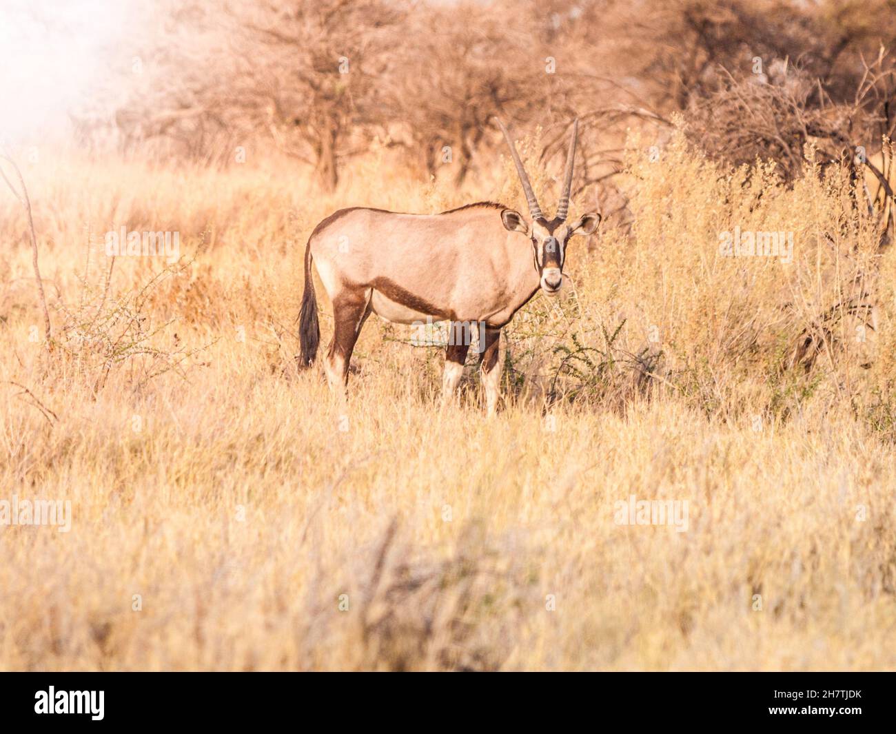 Namibian desert africa gemsbok hi-res stock photography and images - Alamy