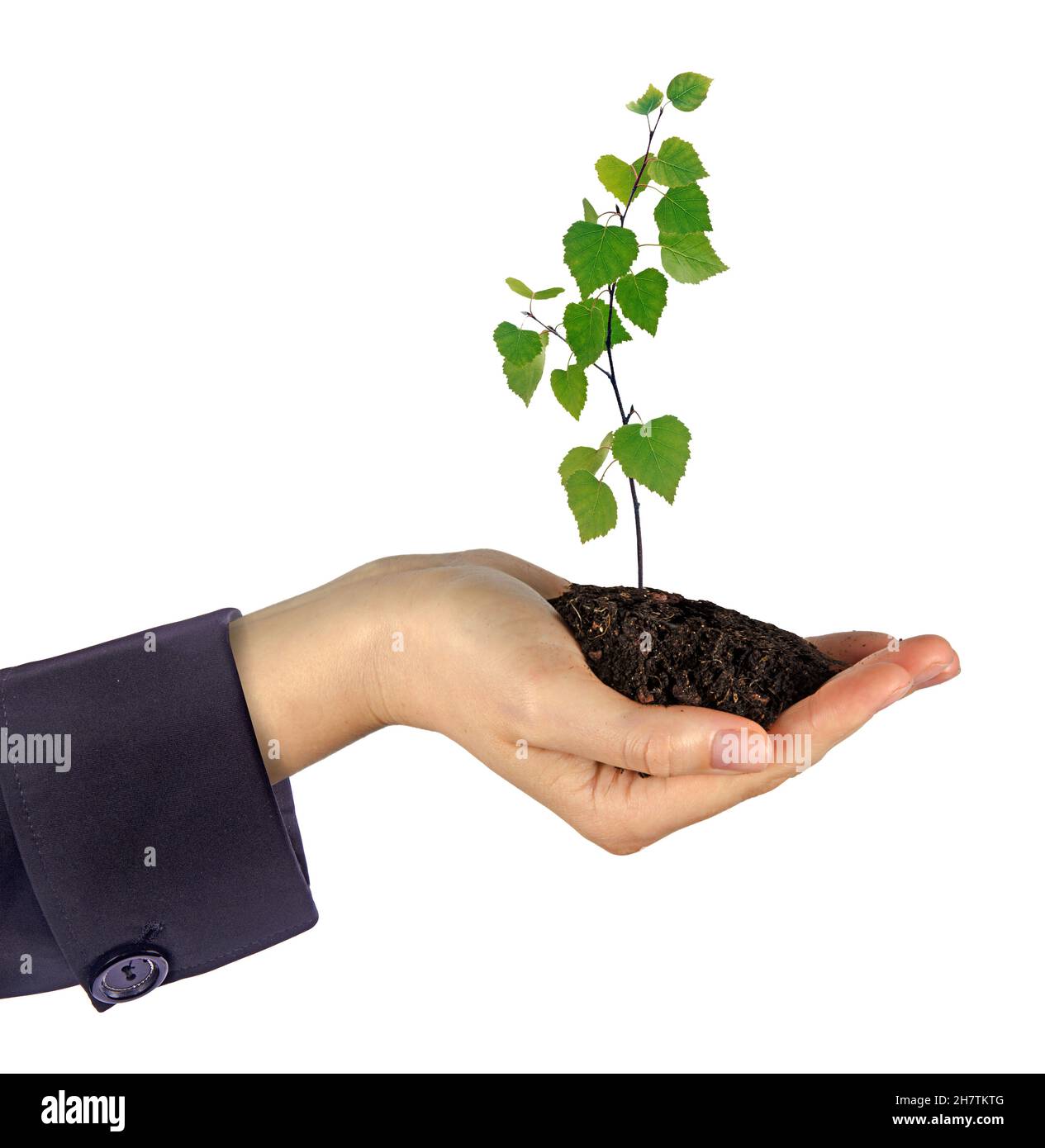 Close up of Sapling in hand Stock Photo - Alamy