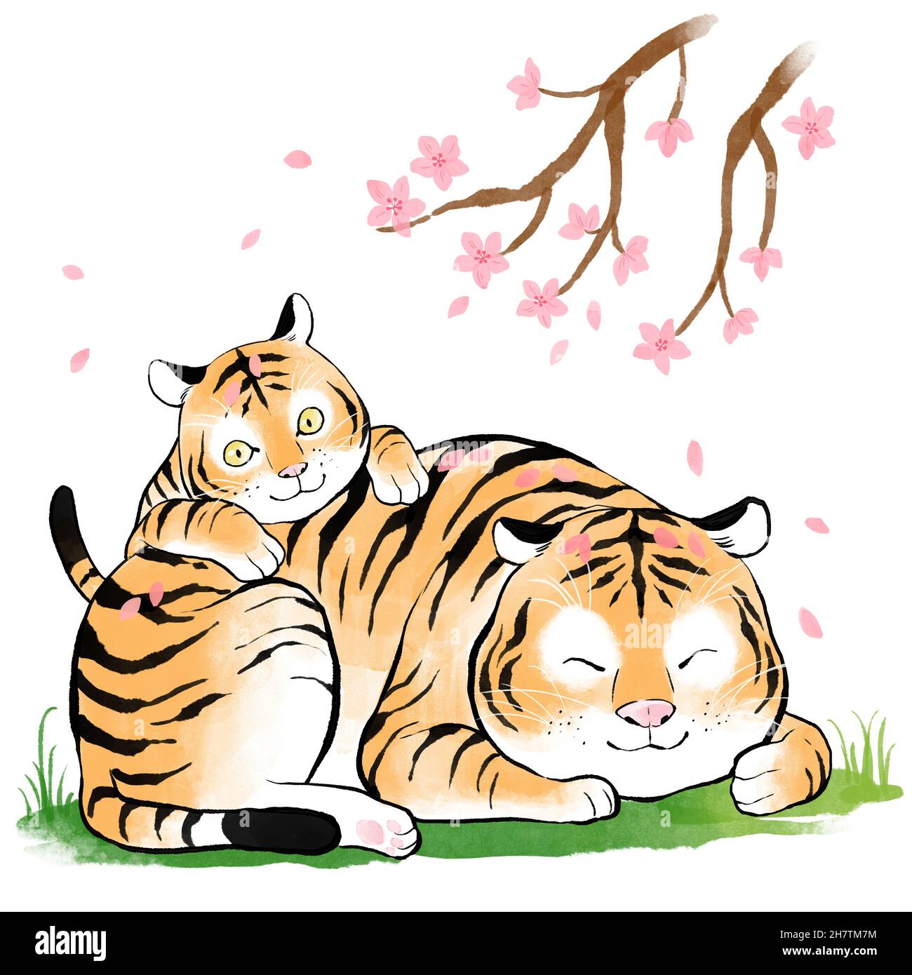 2022 year of tiger, two tigers resting under cherry blossom tree in ...