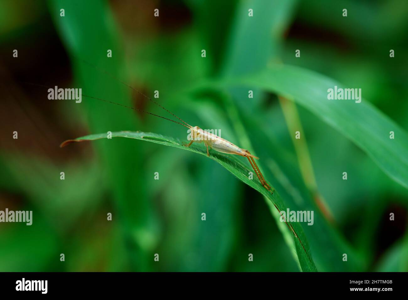 Tiny glasshopper on green leaves Stock Photo - Alamy