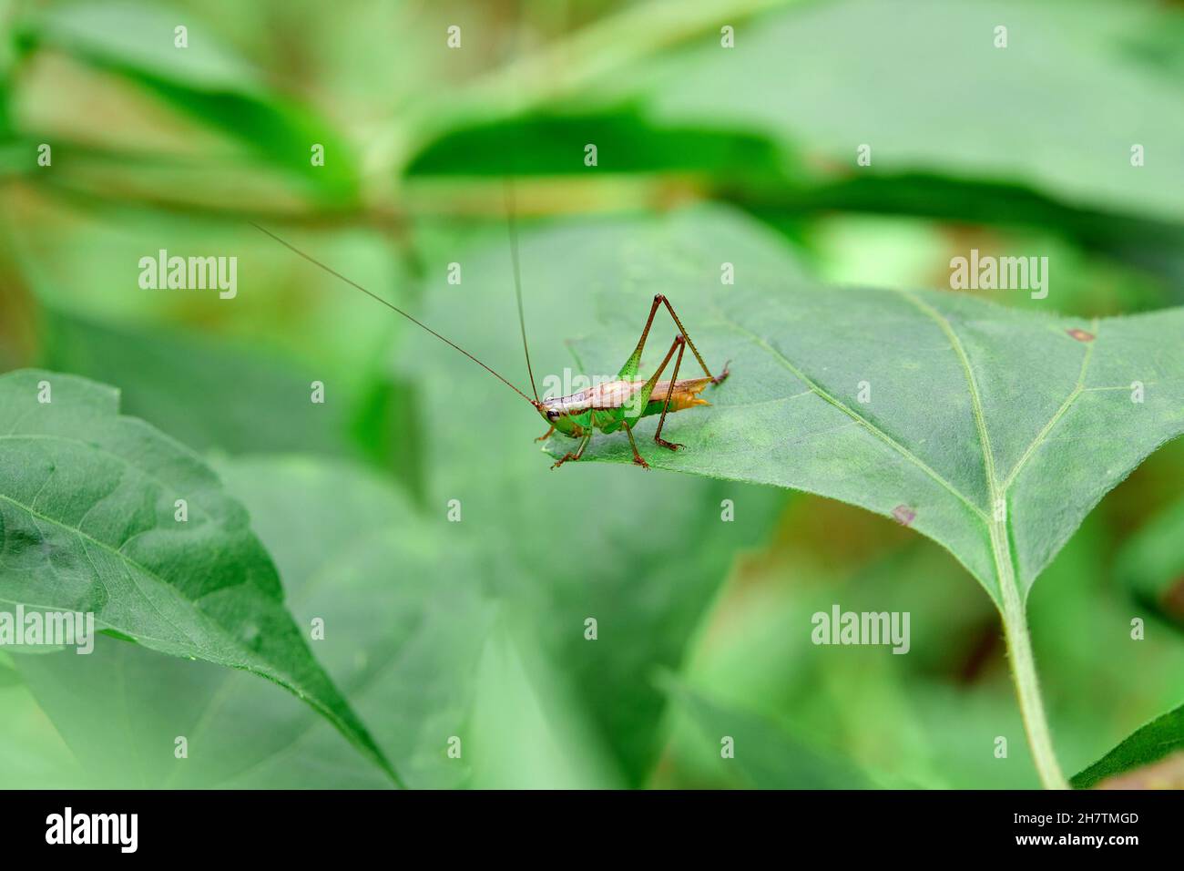 Tiny glasshopper on green leaves Stock Photo - Alamy