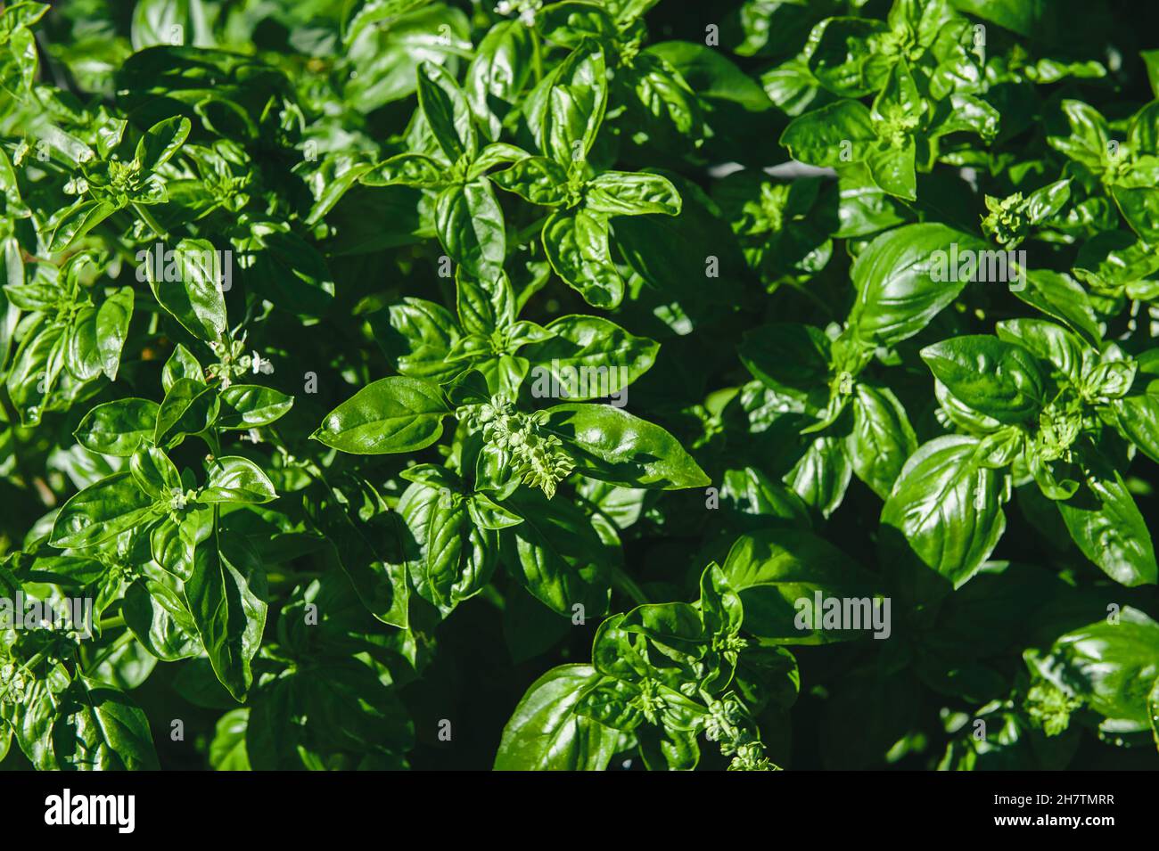 Food background of basil plants. Fresh bushes of green basil grow in a ...