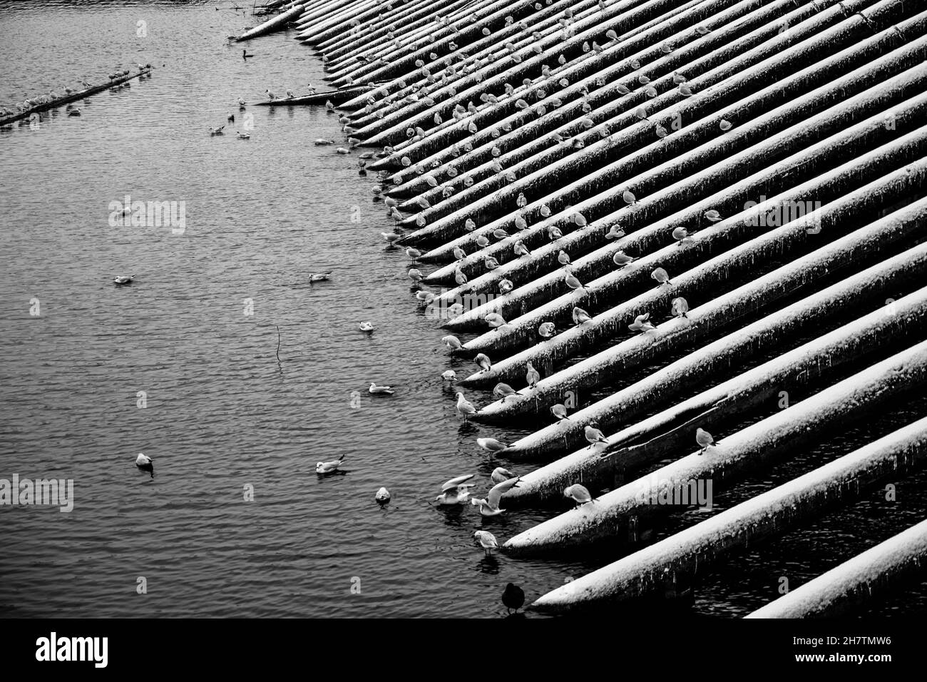 Log breakwater Black and White Stock Photos & Images - Alamy