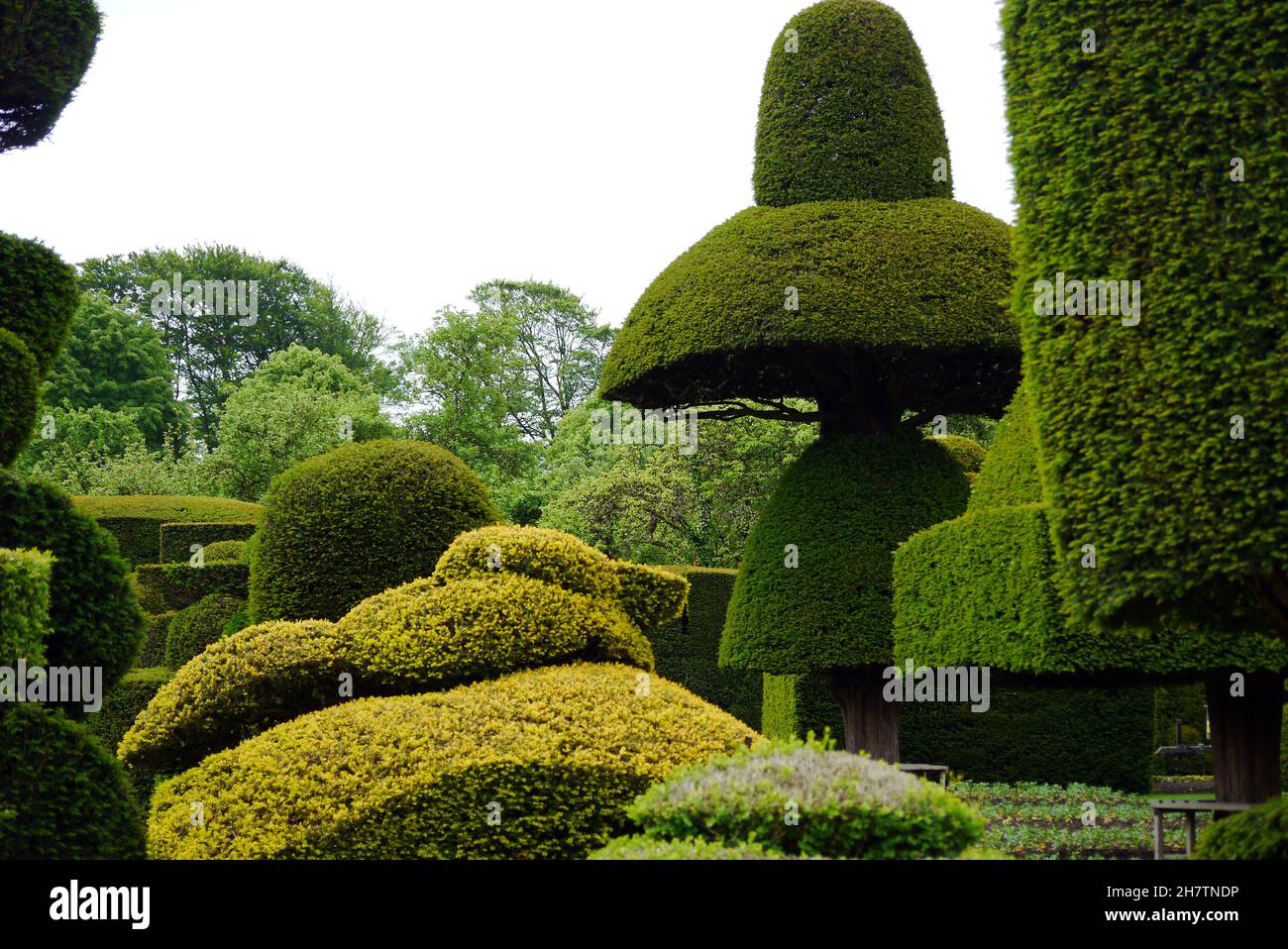 Topiary at Levens Hall & Gardens, Kendal, Lake District National Park ...