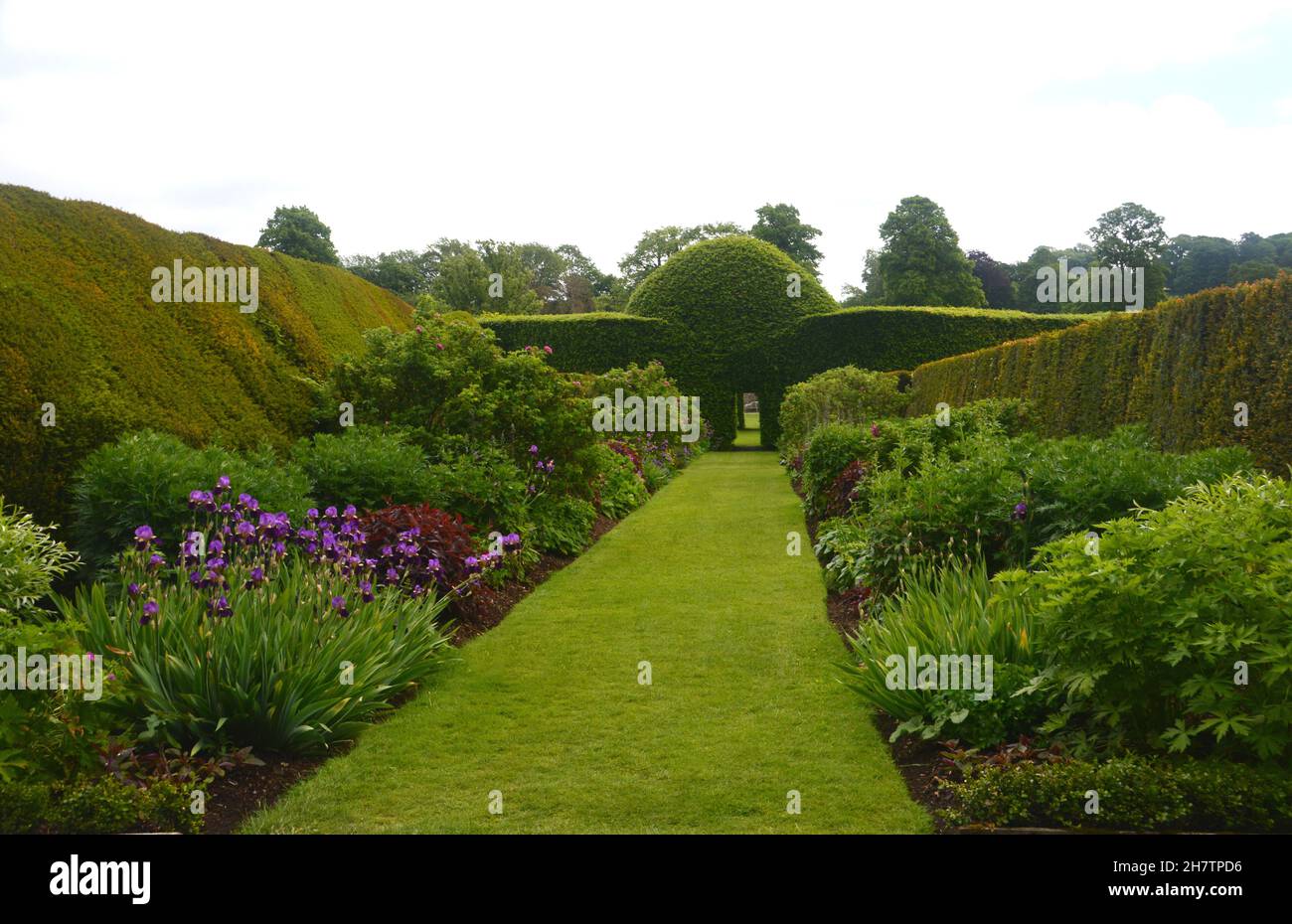 Beech hedge trees hi-res stock photography and images - Alamy