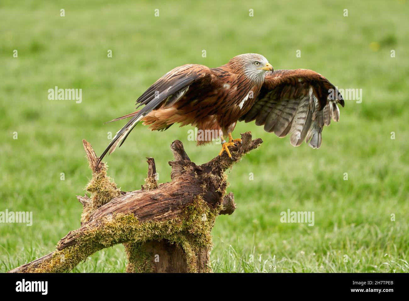 A detailed portrait of Red kite, bird of prey. Land with outspread ...