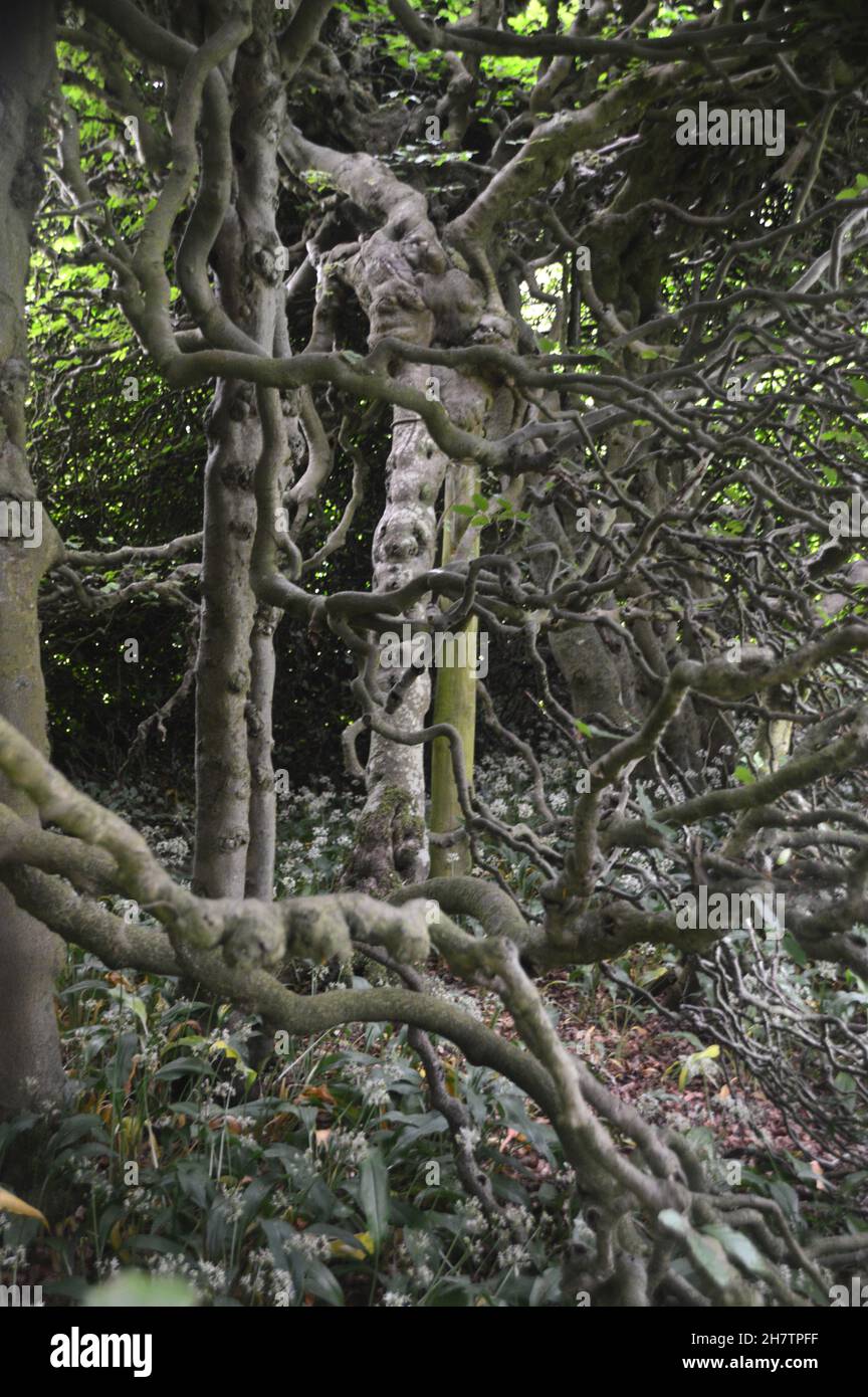 Tangled trees hi-res stock photography and images - Alamy