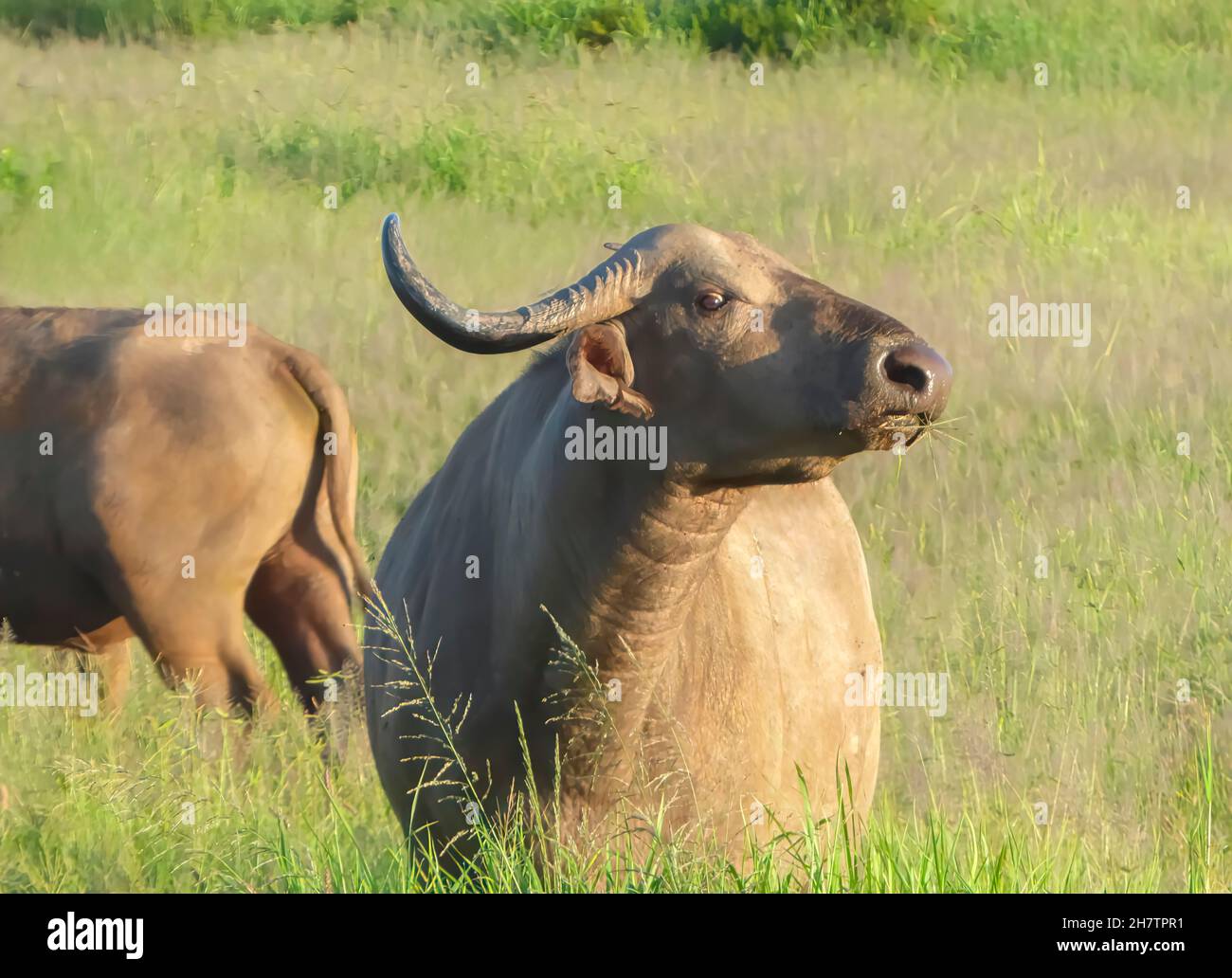 Safari wild nature hi-res stock photography and images - Alamy