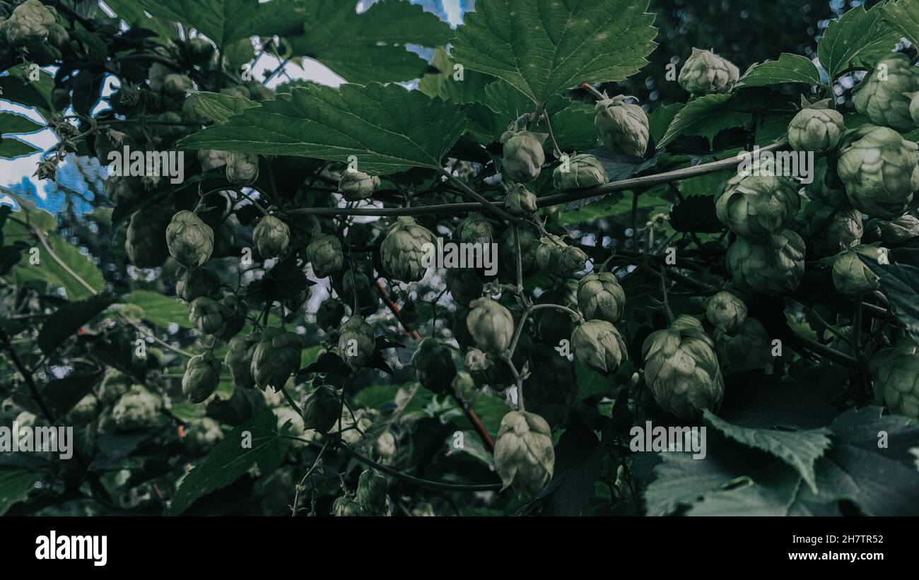 Closeup shot of Common hop, Humulus lupulus Stock Photo - Alamy