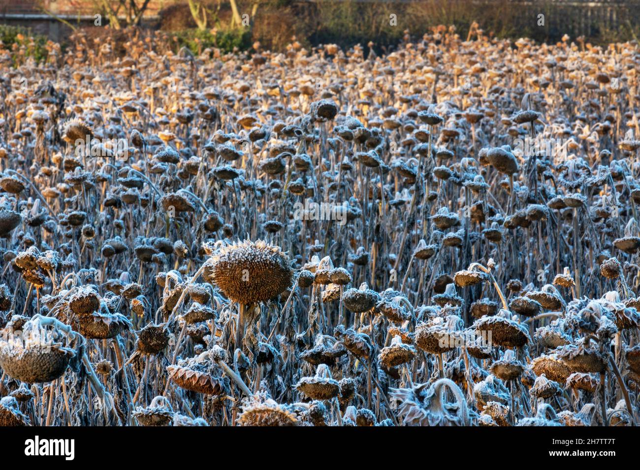 Bretherton, Lancashiure. UK Weather. 25 Nov 2021. Cold frosty chilly ...