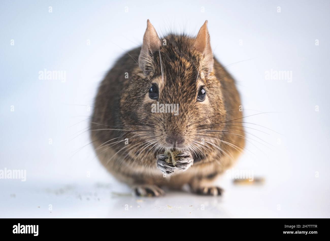 Funny rodent degu Stock Photo - Alamy
