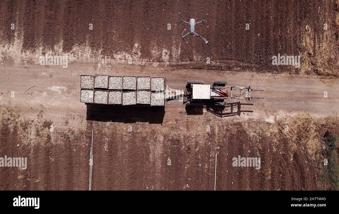 A tractor-trailer loaded with fresh picked garlic crosses the ...