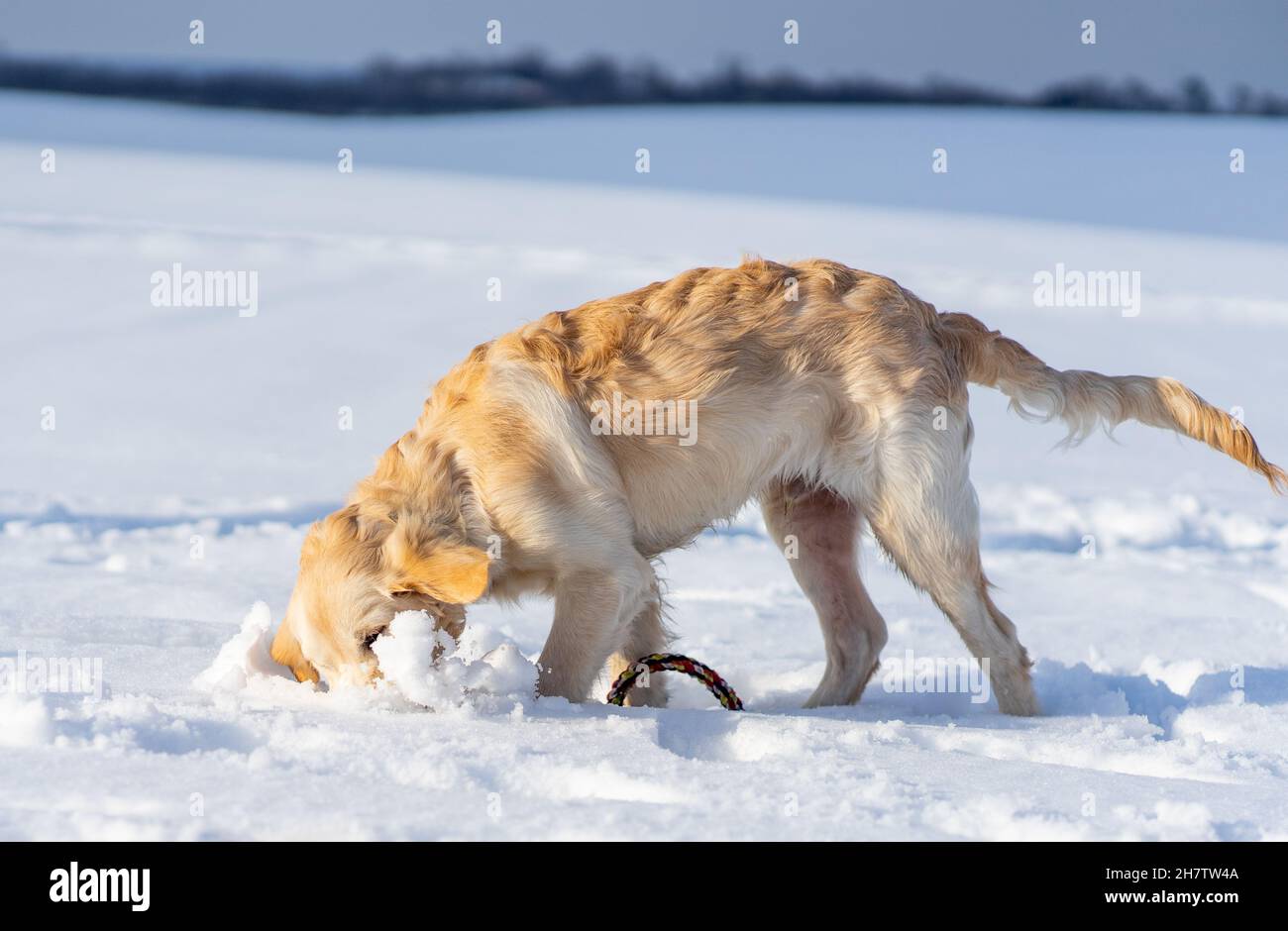 Funny dog digging snow Stock Photo - Alamy