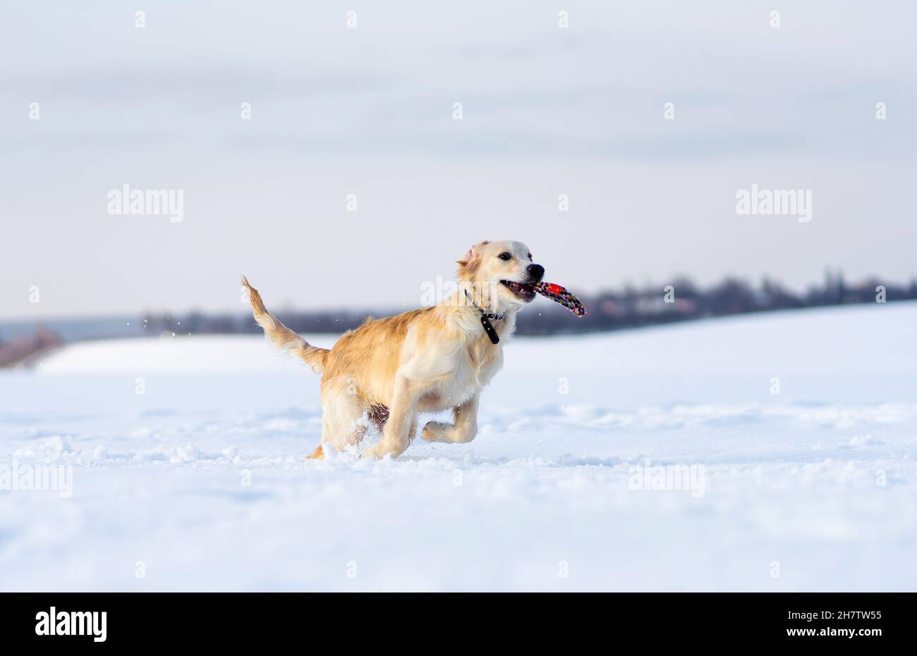 Dog rushing through snow Stock Photo - Alamy