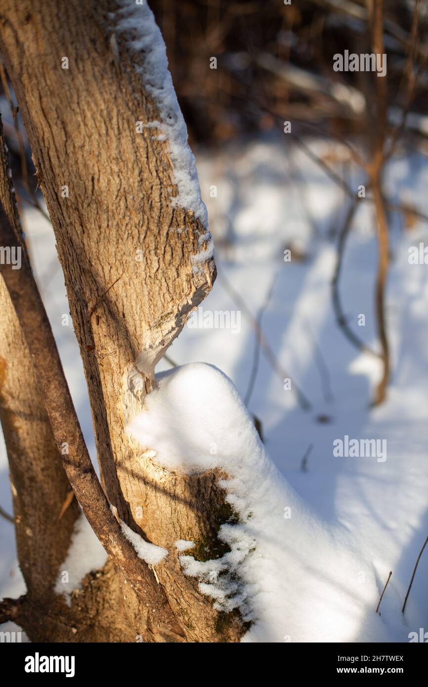 Wood chop marks hi-res stock photography and images - Alamy