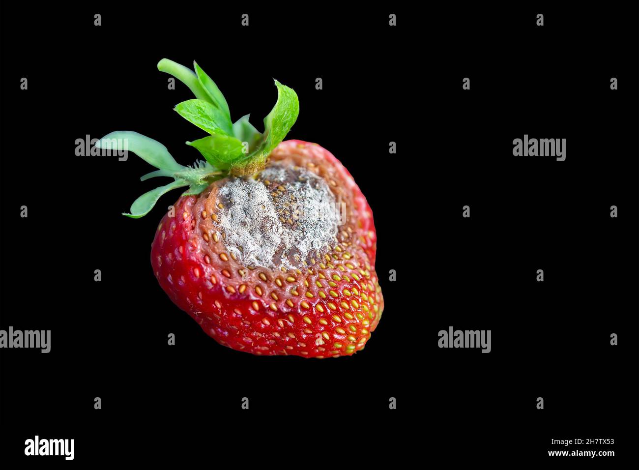 Moldy strawberry isolated on white hi-res stock photography and images ...