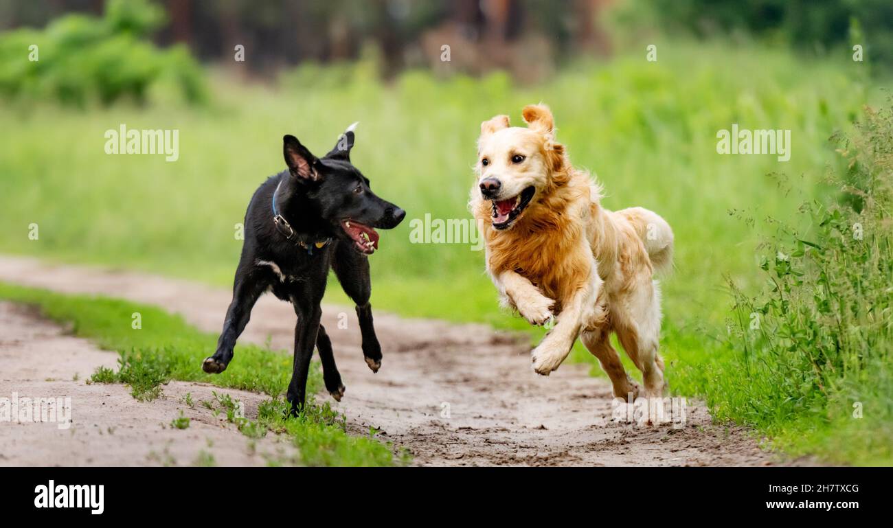 Two dogs running outdoors Stock Photo - Alamy
