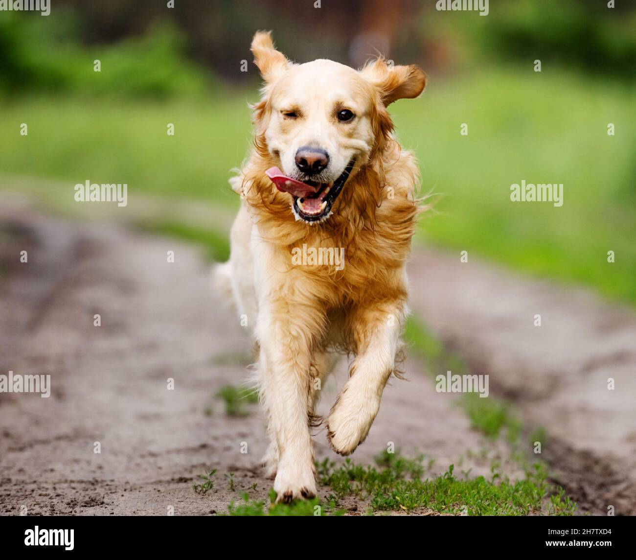 Golden retriever dog running Stock Photo - Alamy