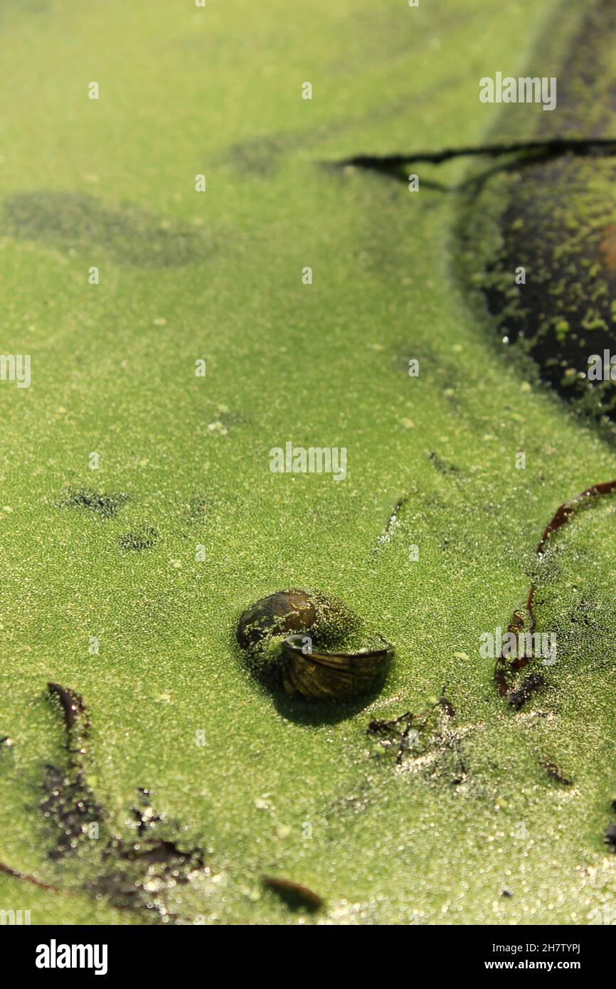 Empty snail shell laying in the shallow river in the bright summer sun ...