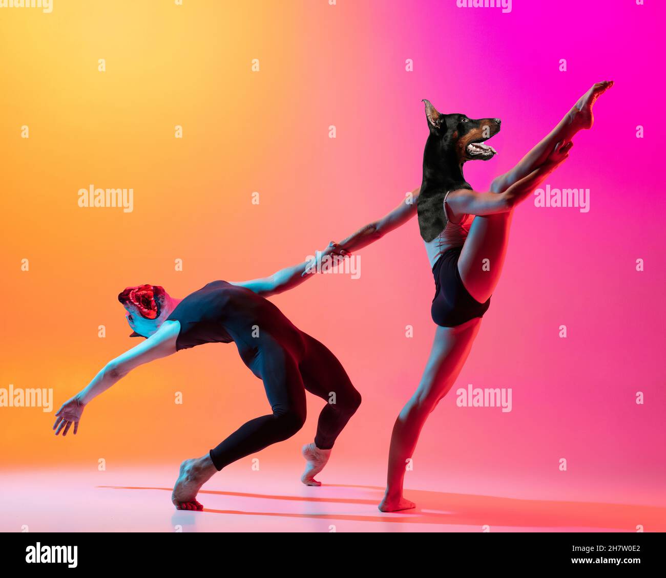 Two dancers, flexible couple headed of dog's heads dancing contemporary ...