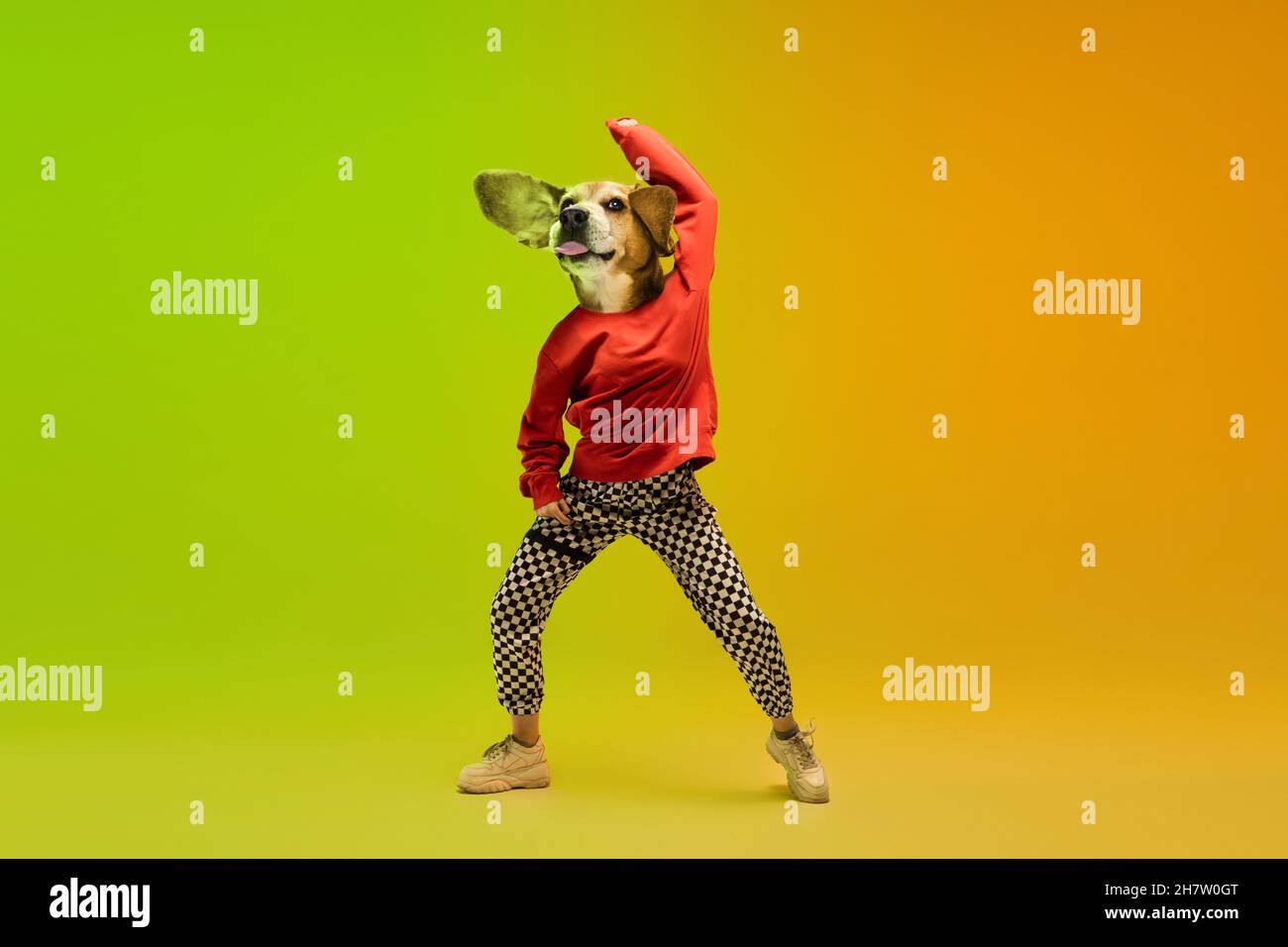 Dynamic portrait of woman, hip hop dancer headed of dog's head dancing ...