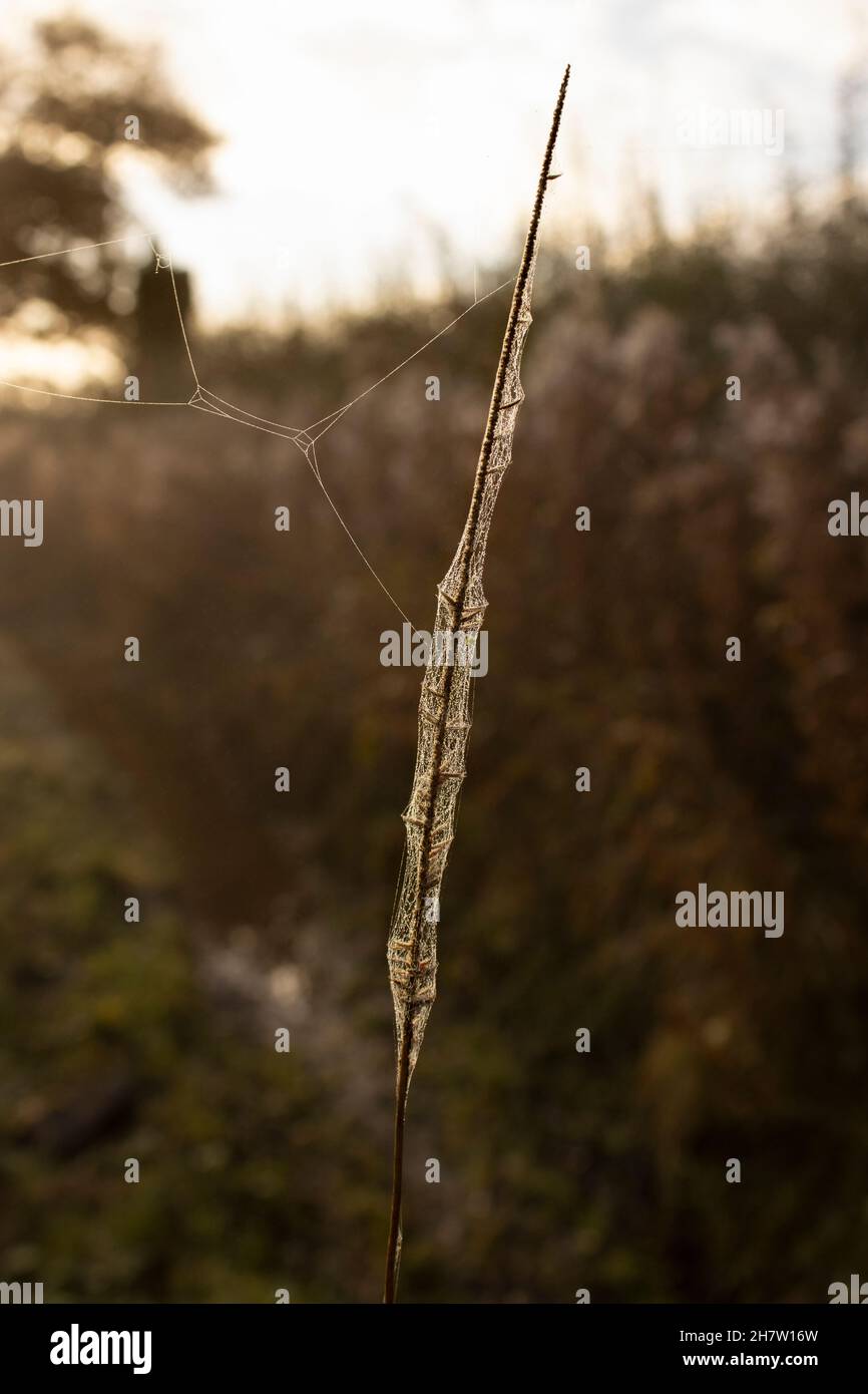 Sparkling cobweb hi-res stock photography and images - Alamy