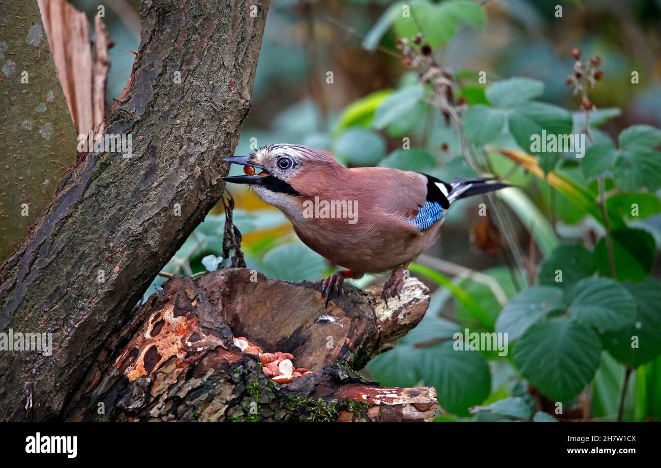 Eurasian jay collecting nuts to cache for winter Stock Photo - Alamy
